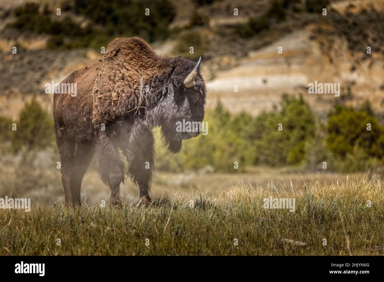 American bison grass hi-res stock photography and images - Alamy