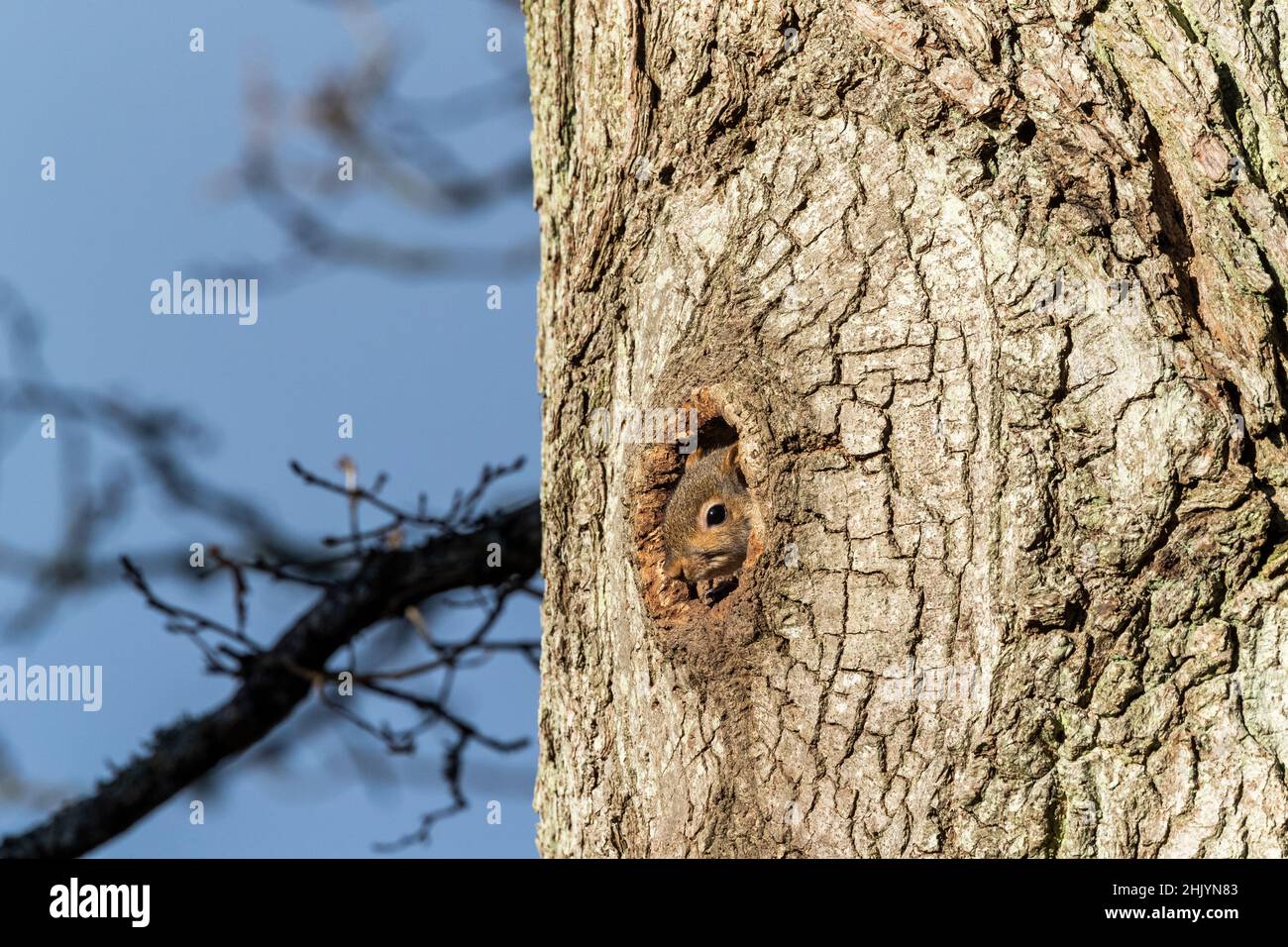 A Grey squirrel, peeks out of it's Oak tree hole. Forest of Dean ...