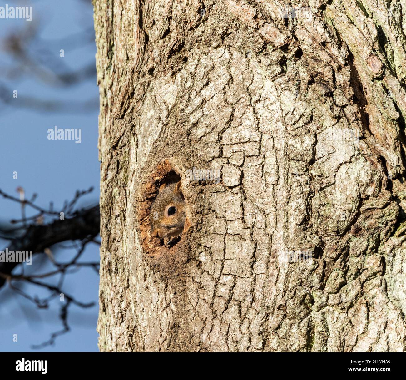 A Grey squirrel, peeks out of it's Oak tree hole. Forest of Dean ...