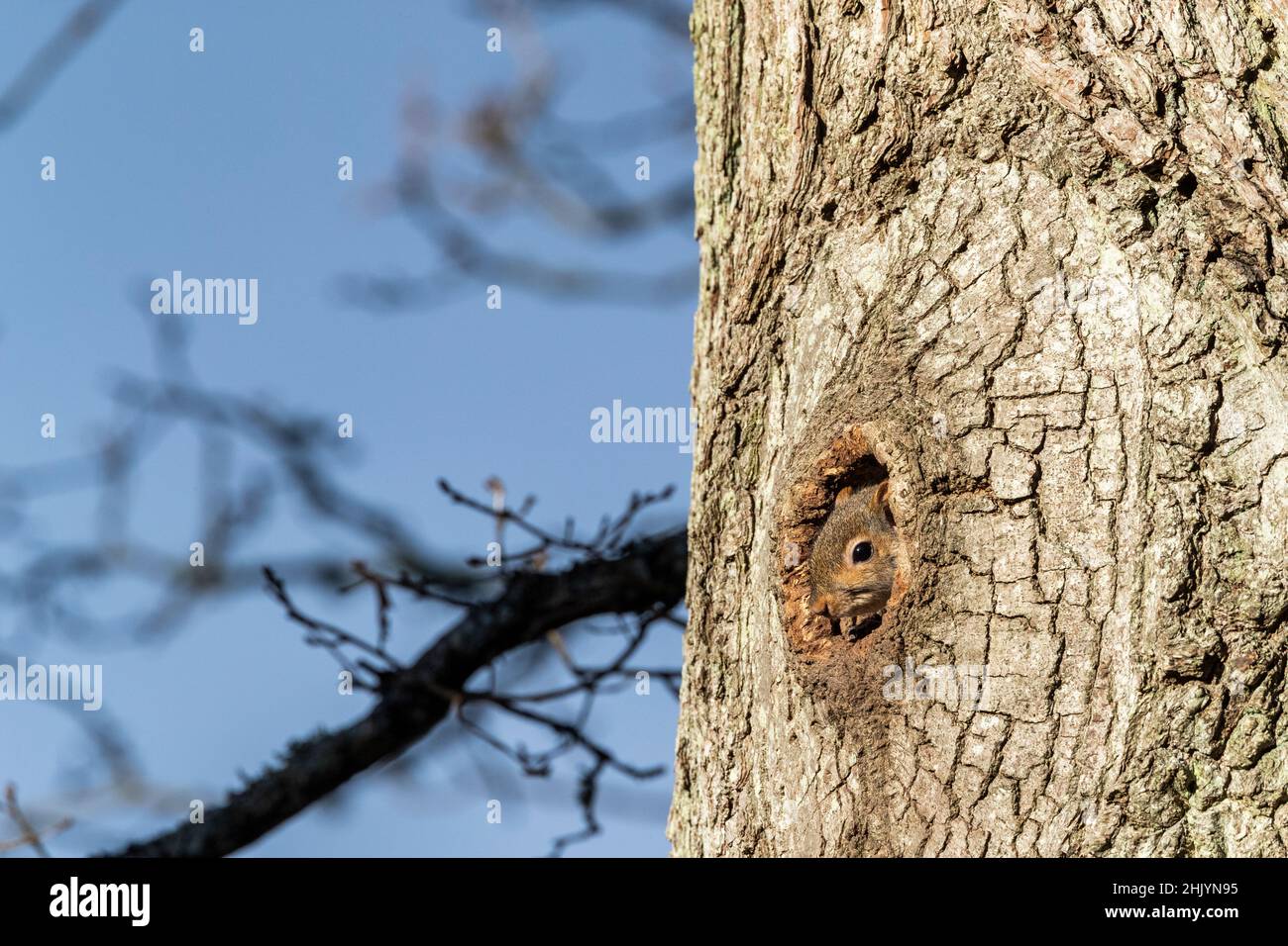 A Grey squirrel, peeks out of it's Oak tree hole. Forest of Dean ...