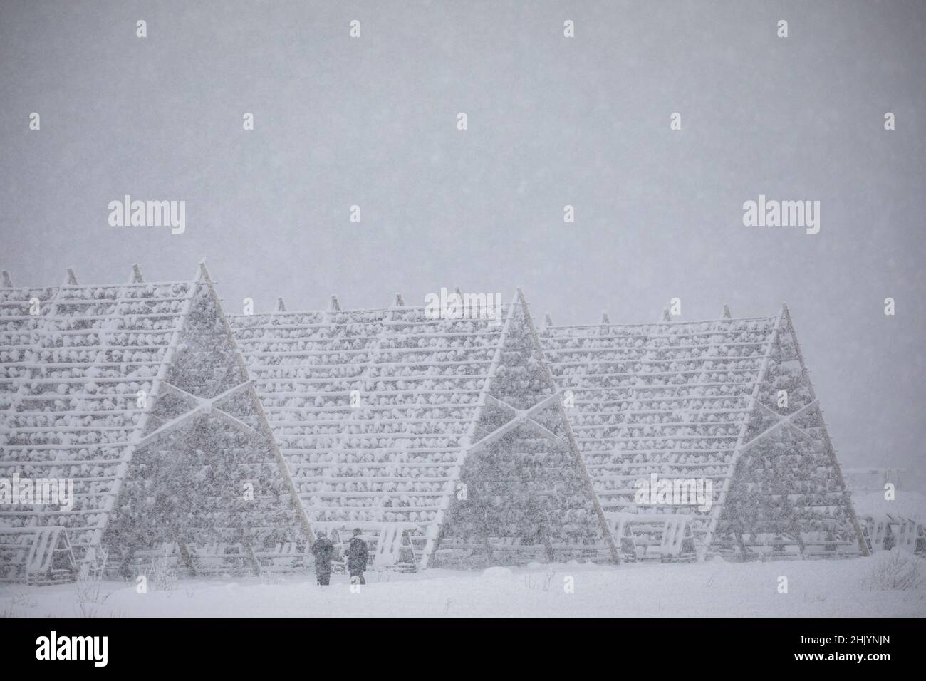 Racks holding cod to dry in Lofoten Islands Norway Stock Photo - Alamy