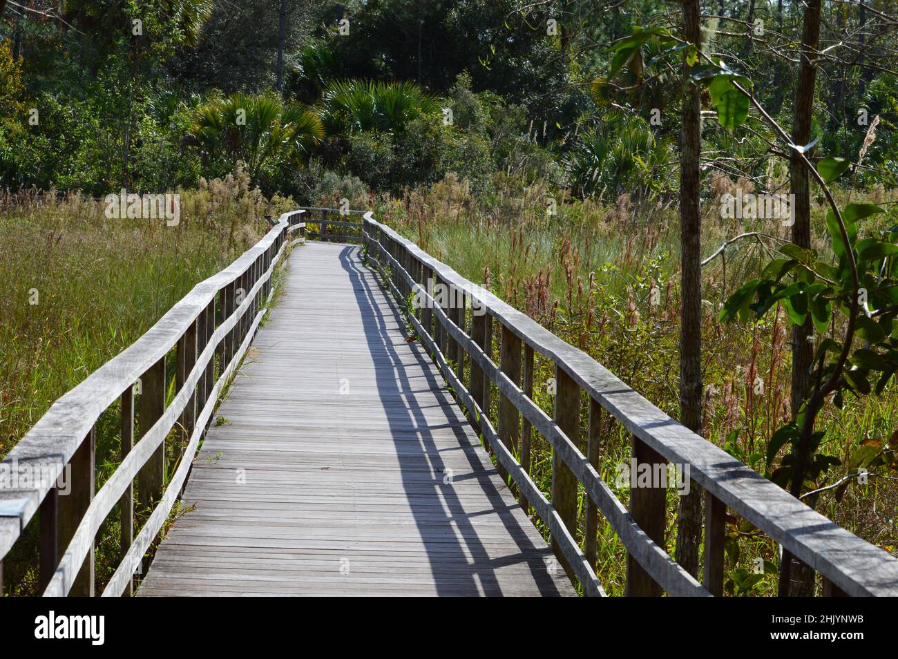 Corkscrew swamp sanctuary trail hi-res stock photography and images - Alamy