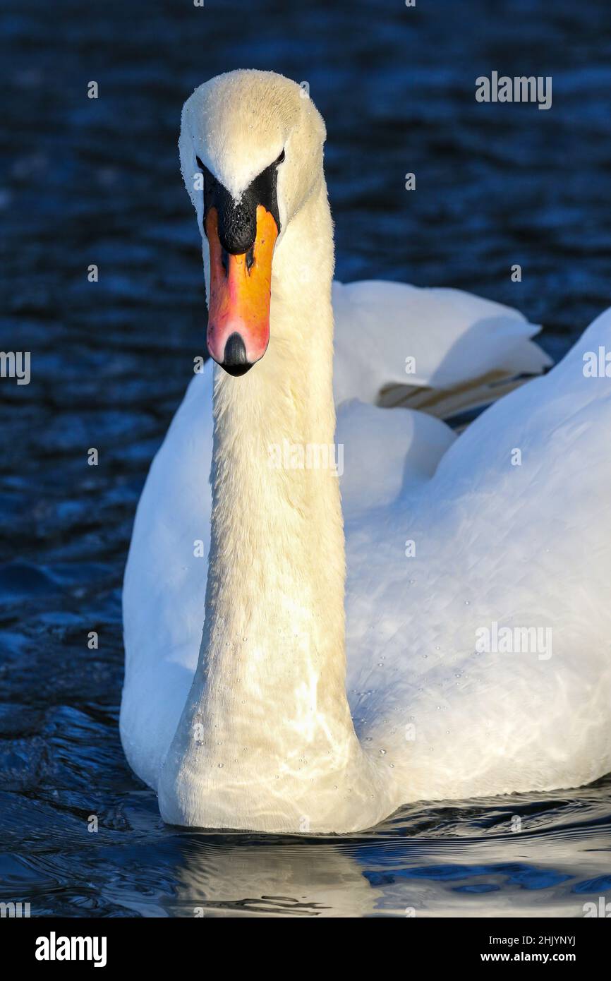 Elegant avian species hi-res stock photography and images - Alamy