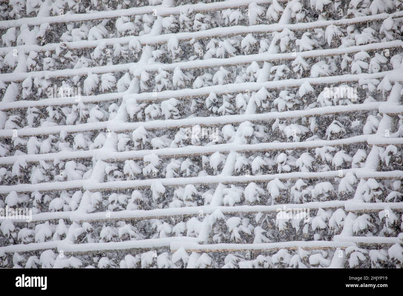 Drying Salt Cod drying on snowy racks in Lofoten, Norway Stock Photo ...