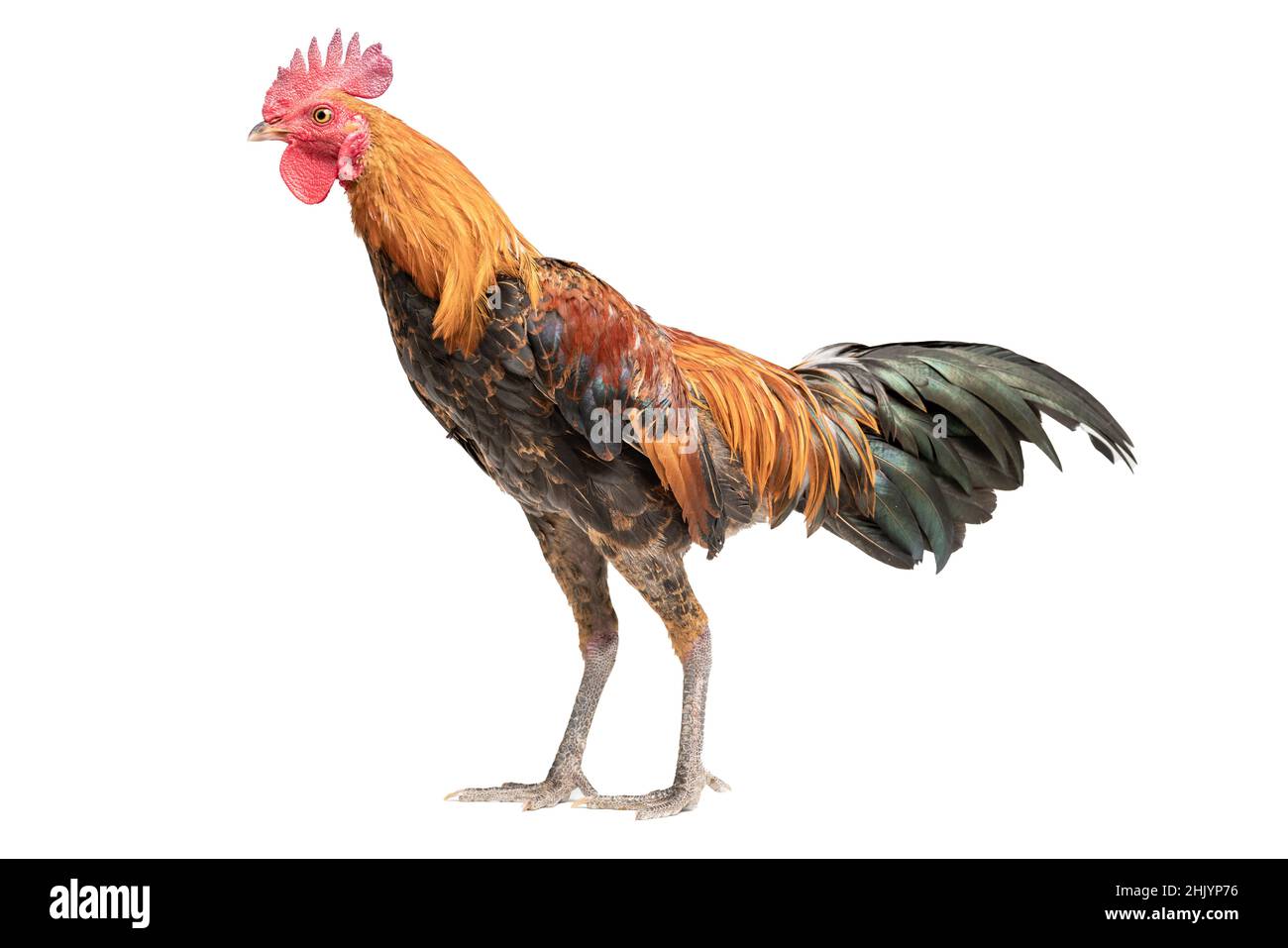 rooster walking isolated on white, studio shot,chicken Stock Photo - Alamy