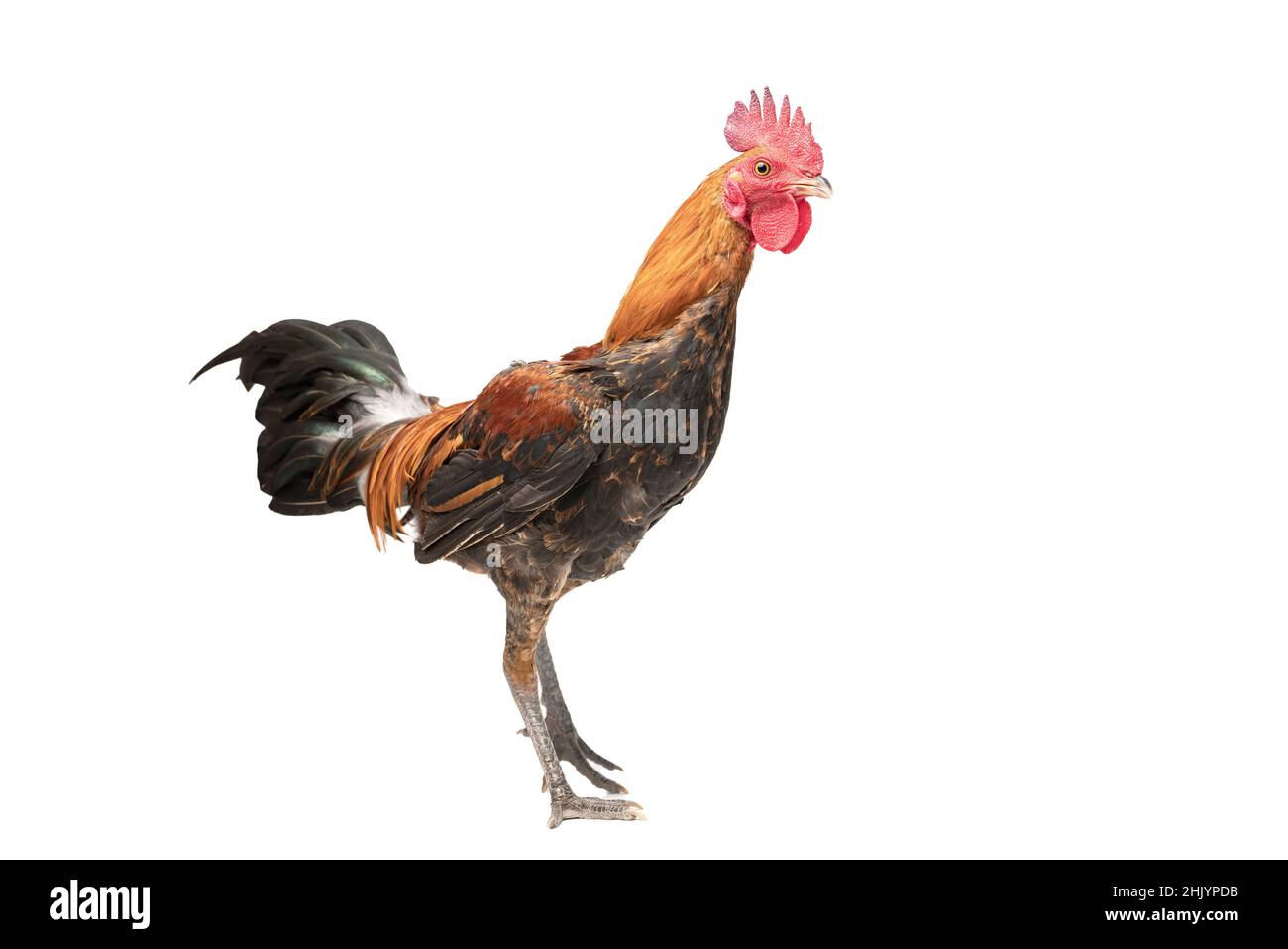 rooster walking isolated on white, studio shot,chicken Stock Photo - Alamy