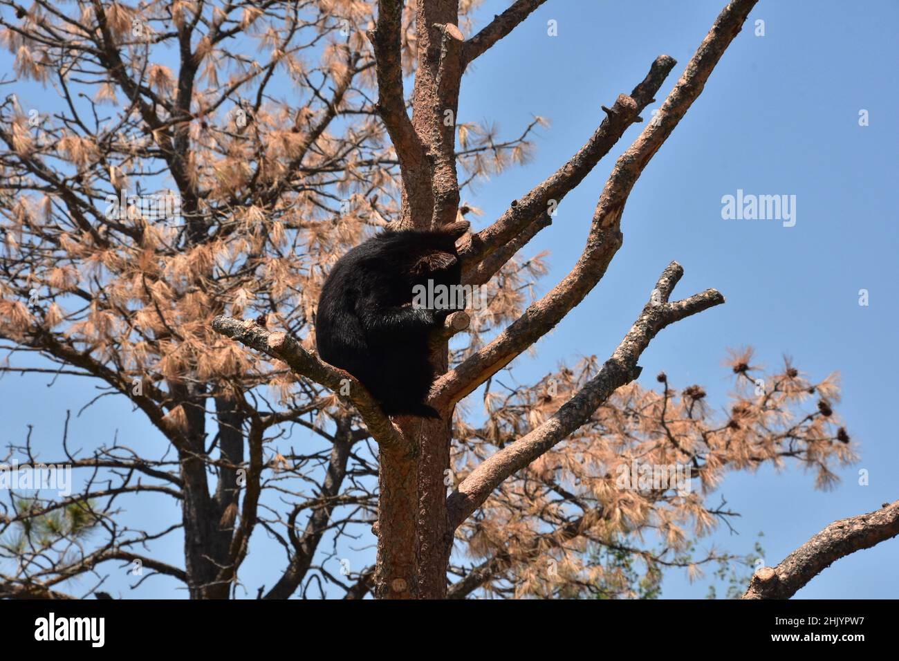 Very cute black bear cub sitting in a dead pine tree Stock Photo - Alamy