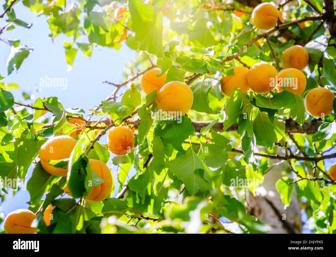 Close-up of an apricot tree branch with fuit in a remote mountain ...