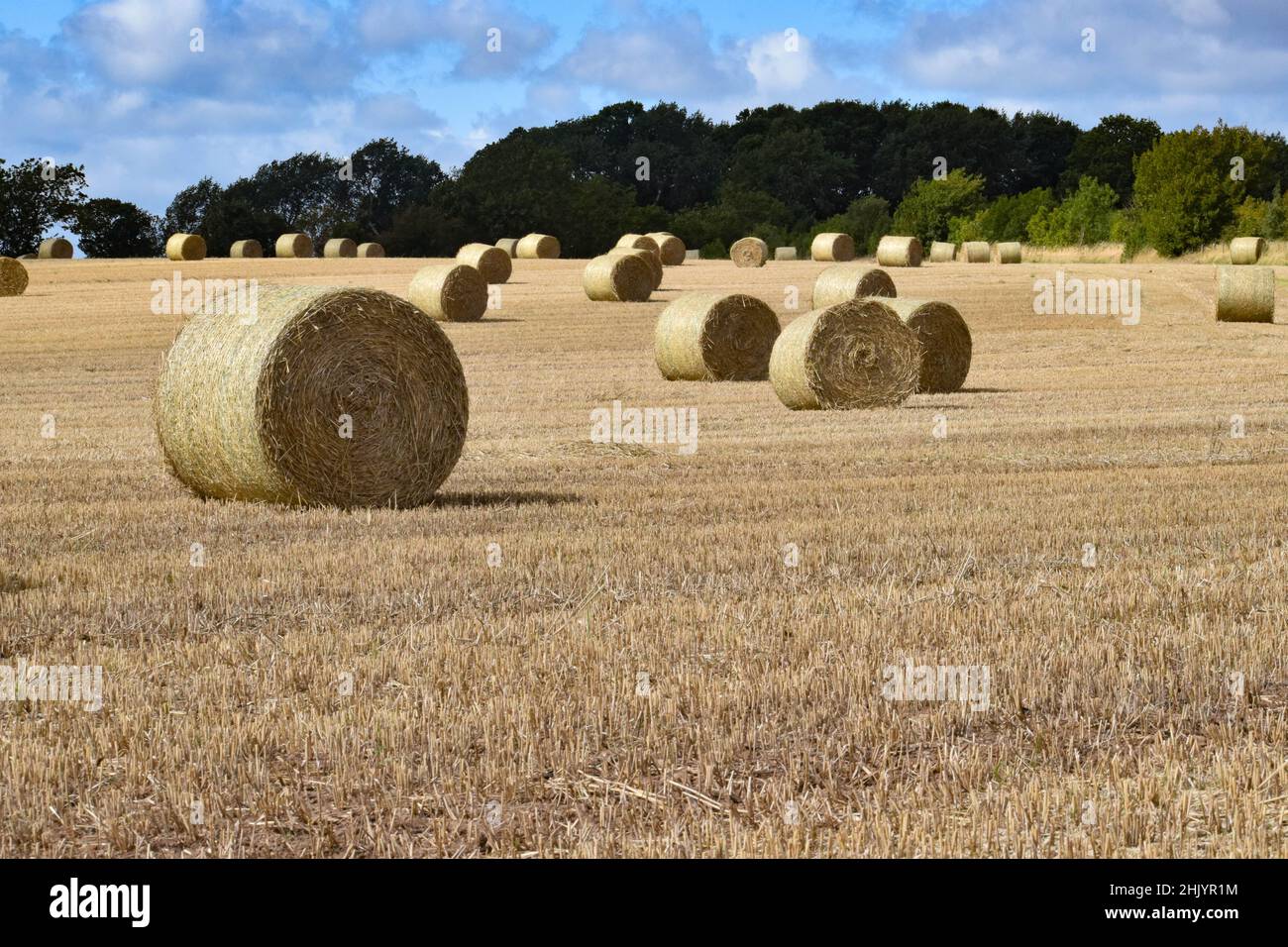 Round straw bales in a field Stock Photo - Alamy