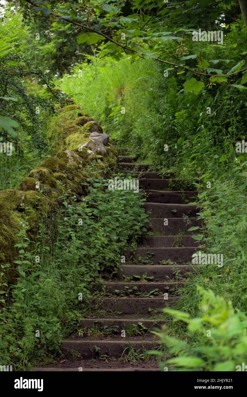 Stone steps up an overgrown hillside Stock Photo - Alamy