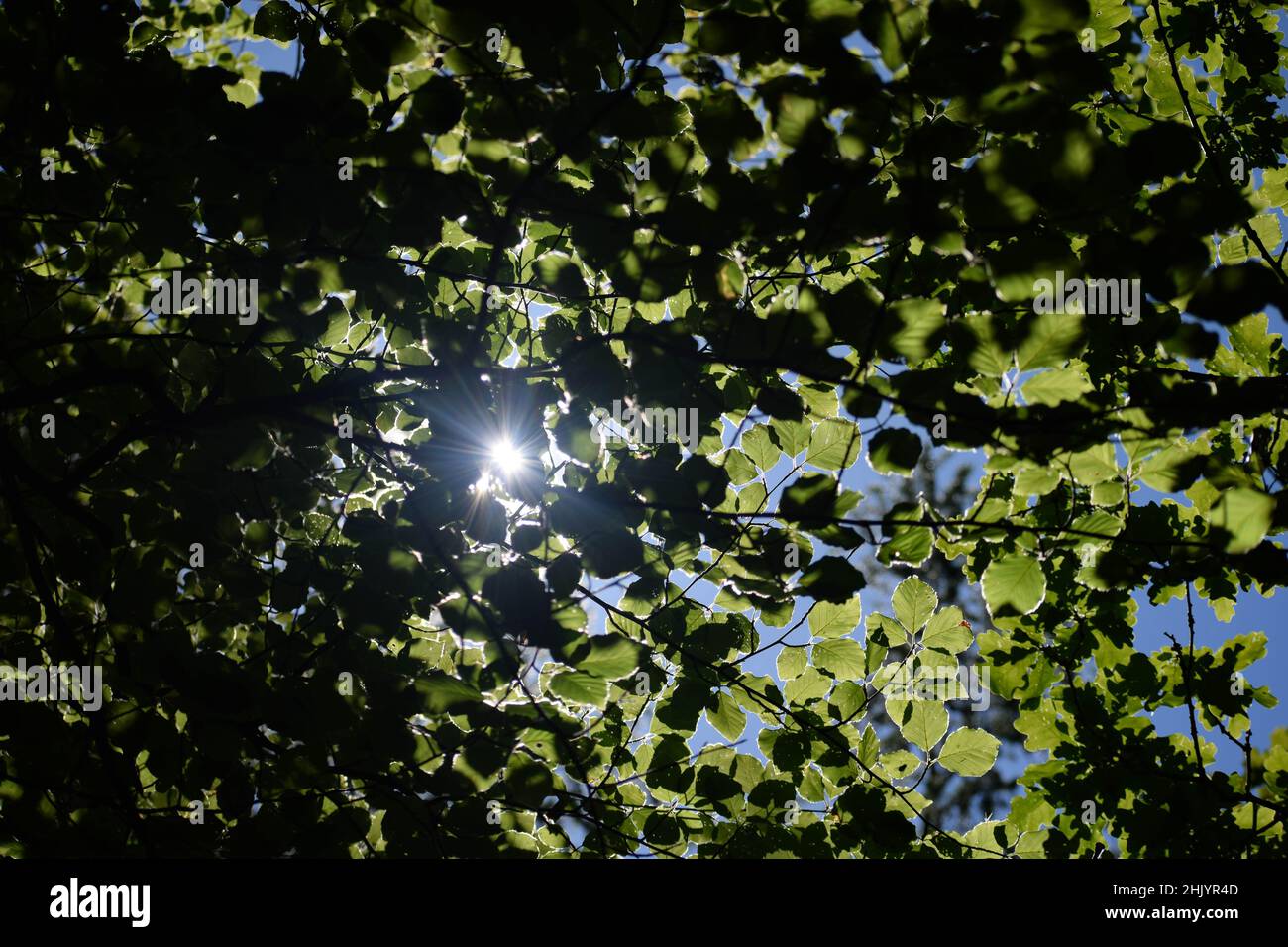Sunlight shafts through tree leaves Stock Photo - Alamy