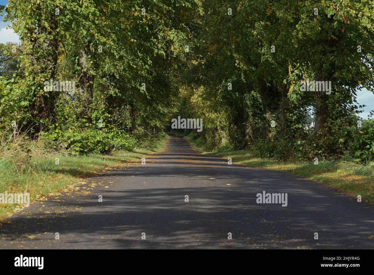 Tree lined country road Stock Photo - Alamy