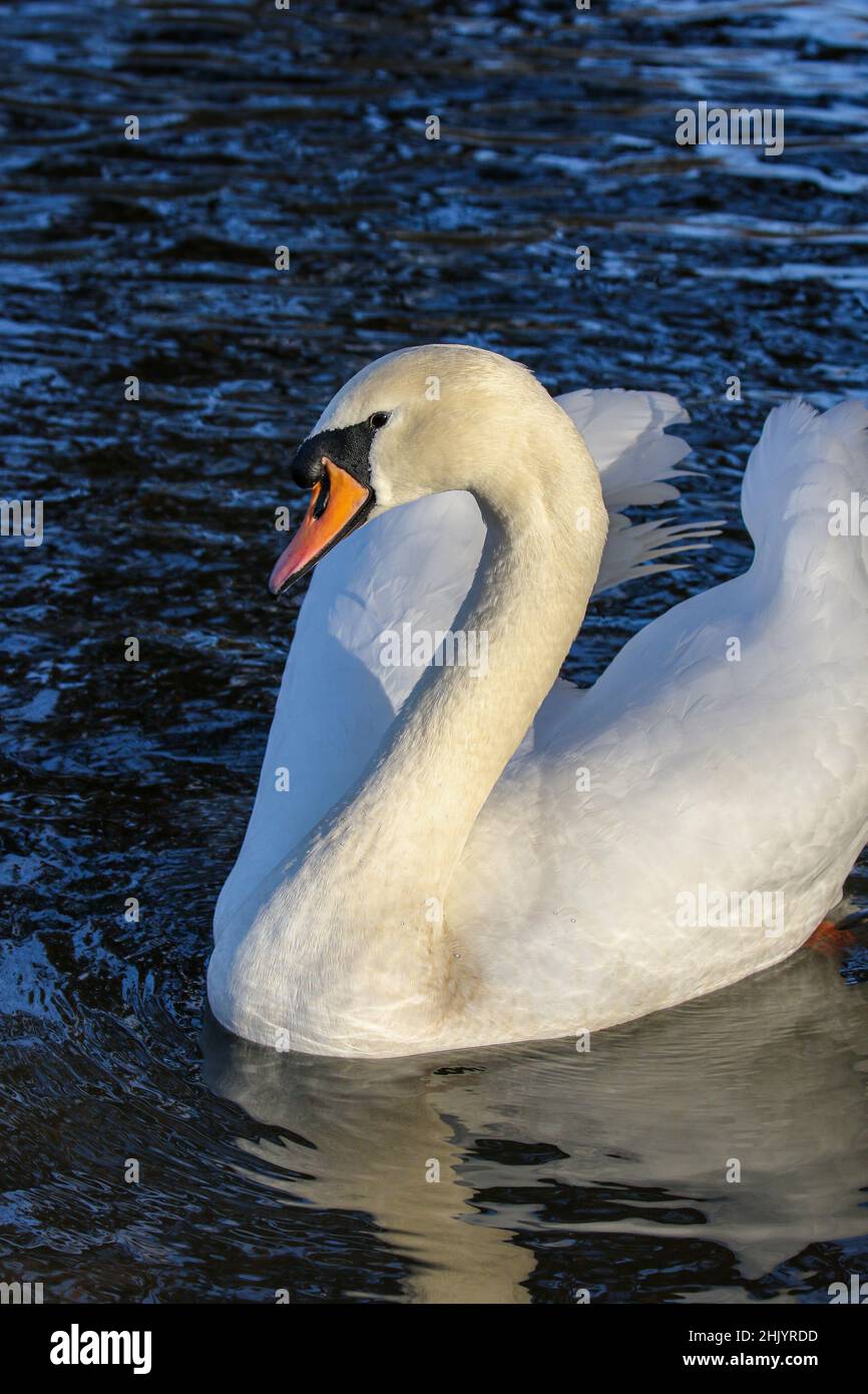 Elegant avian species hi-res stock photography and images - Alamy