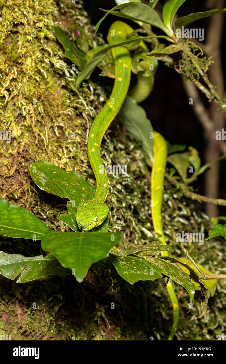 Danger green snake side-striped palm pitviper or side-striped palm ...
