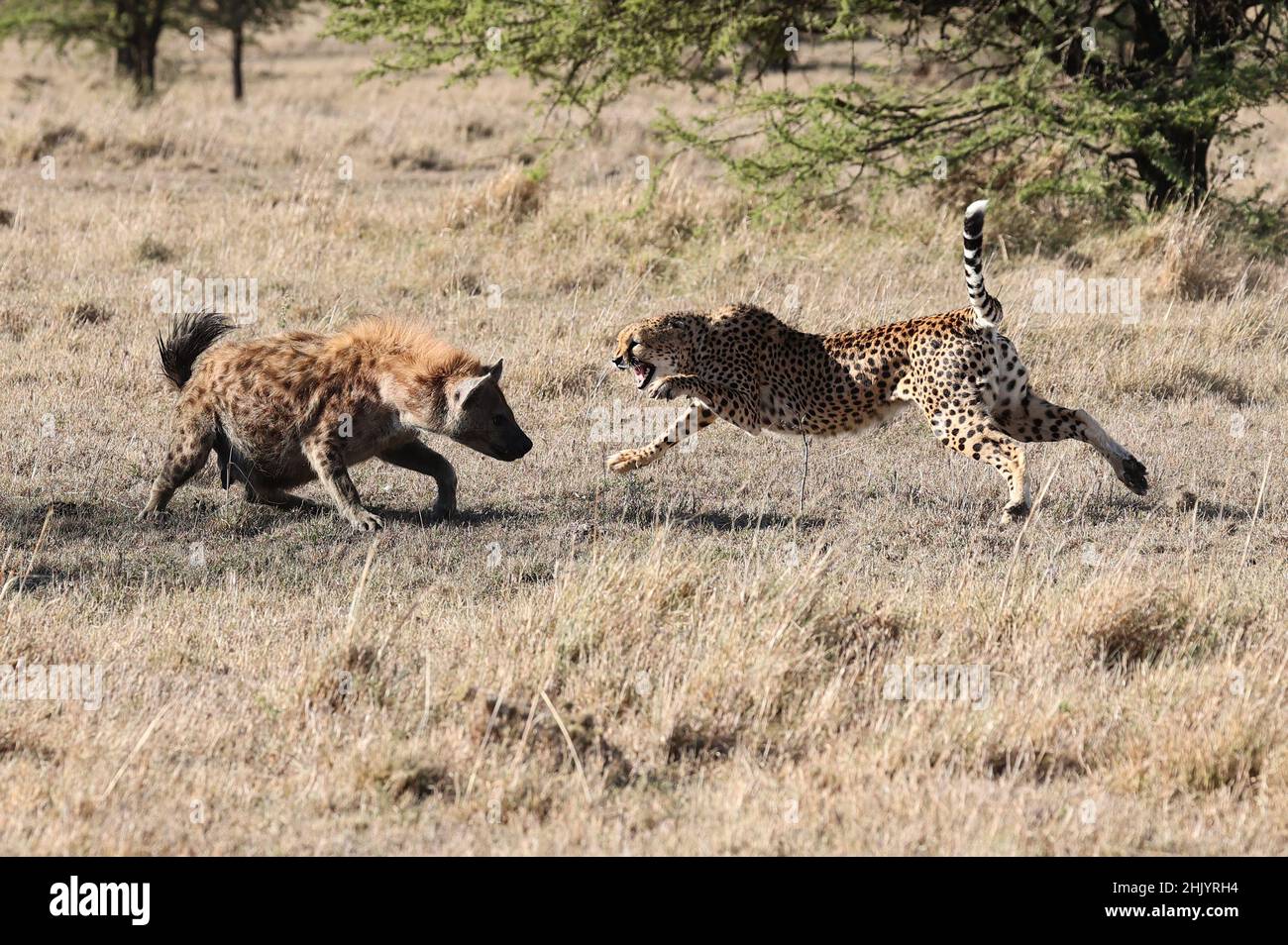 Being Chased Wildlife High Resolution Stock Photography and Images - Alamy