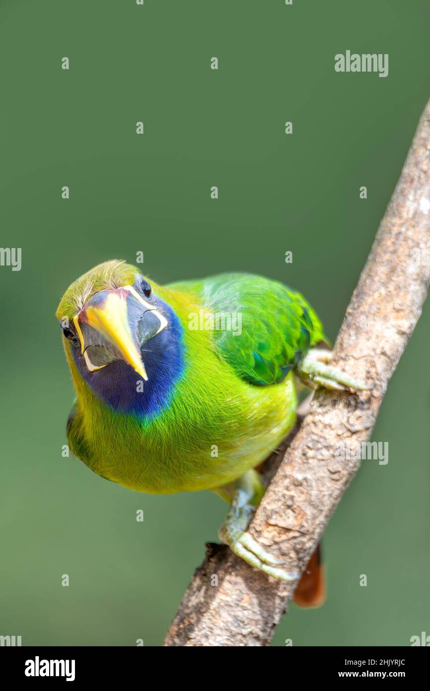 Beauty green toucan family bird Emerald toucanet (Aulacorhynchus ...