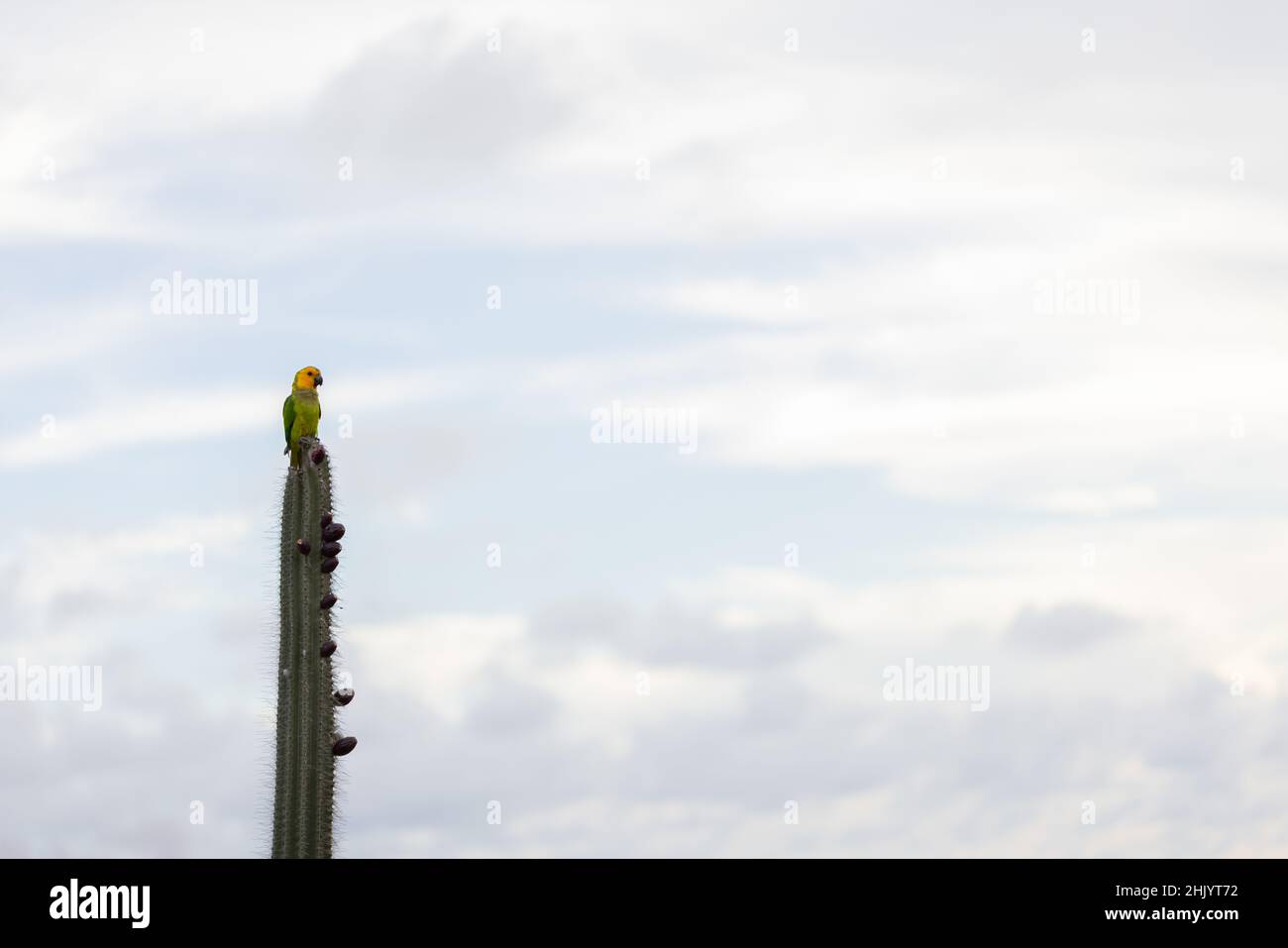 Parrot is sitting on the top of the cactus on a sky background Stock ...