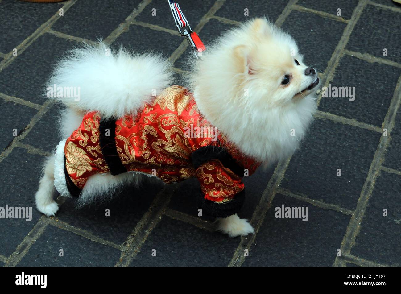 London, UK. 1st Feb, 2022. Pomeranian in traditional coat in Gerrard ...