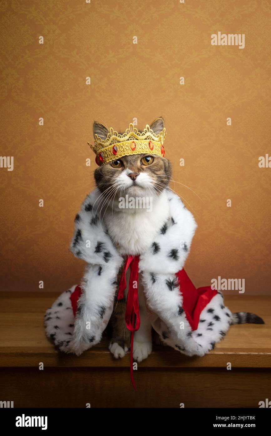 cute cat wearing king costume and crown looking majestic and royal with ...