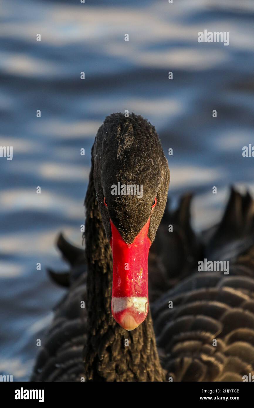 Swan species hi-res stock photography and images - Alamy