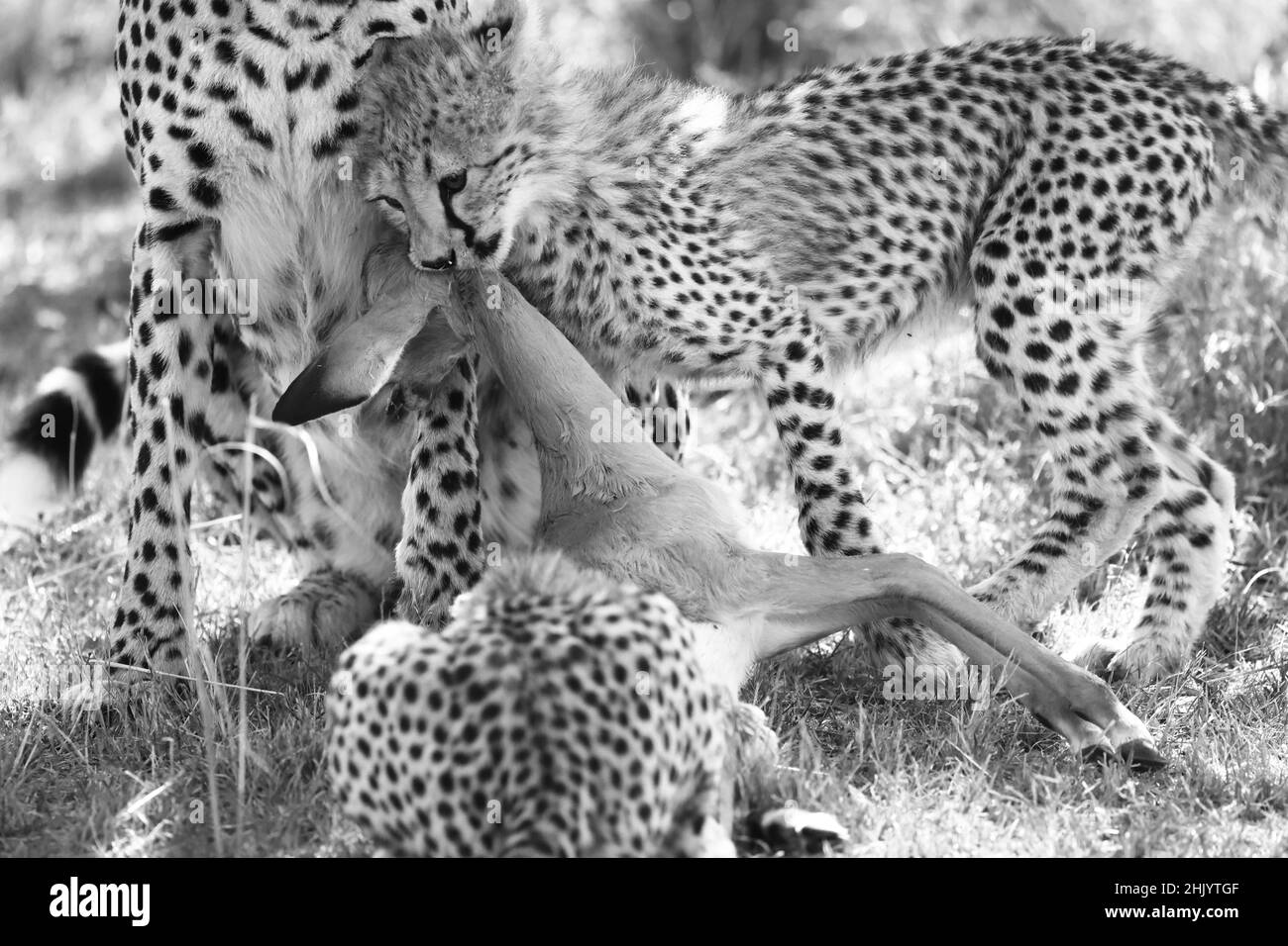 Impala eating Black and White Stock Photos & Images - Alamy