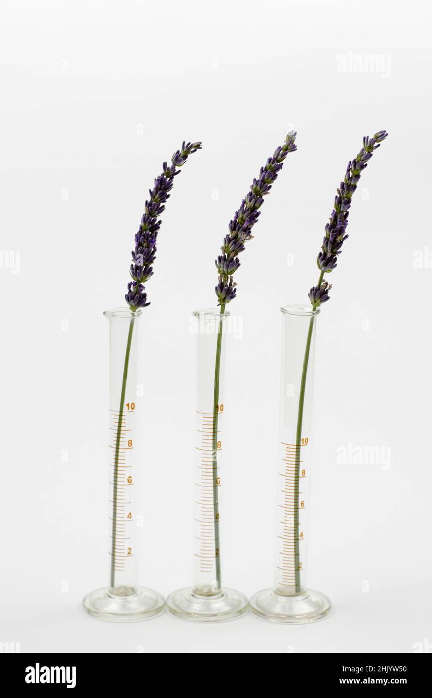 Sprigs of lavender flower in medical test tubes. Lavender oil making ...
