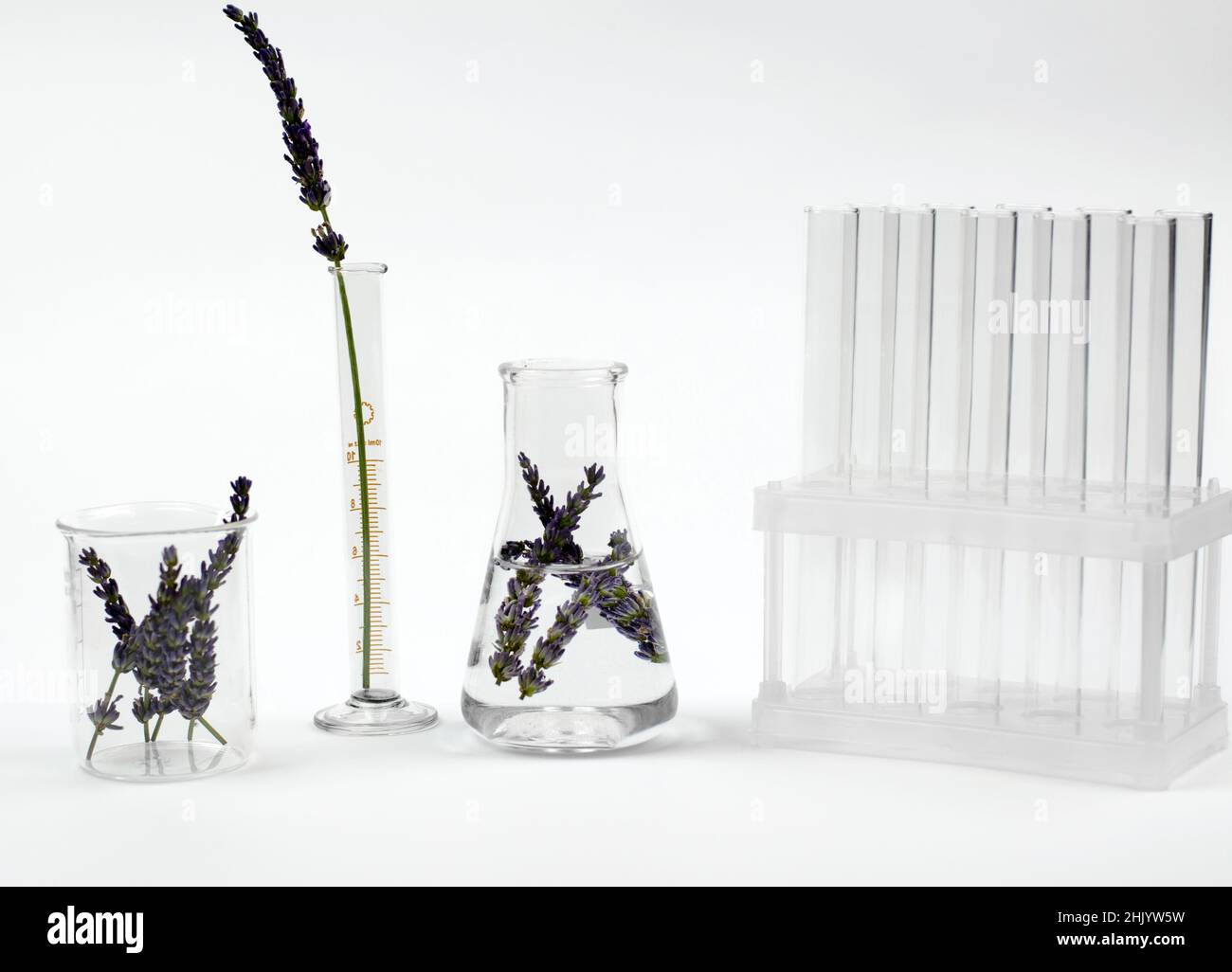 Fresh lavender flowers, laboratory flasks and test tubes on a white ...