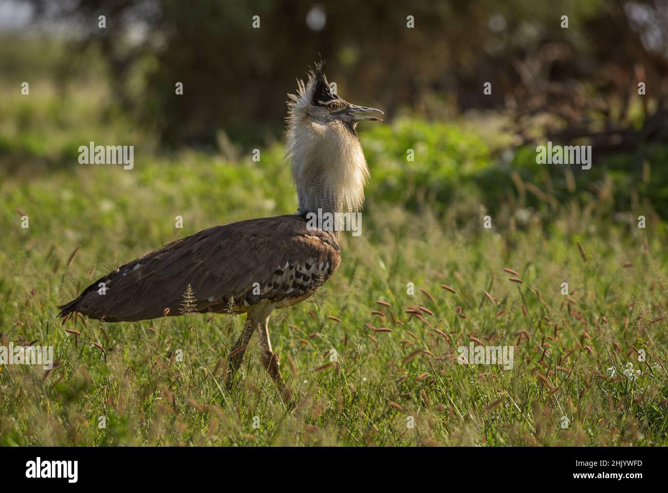 Kori Bustard - Ardeotis kori, large ground bird from African savannas ...