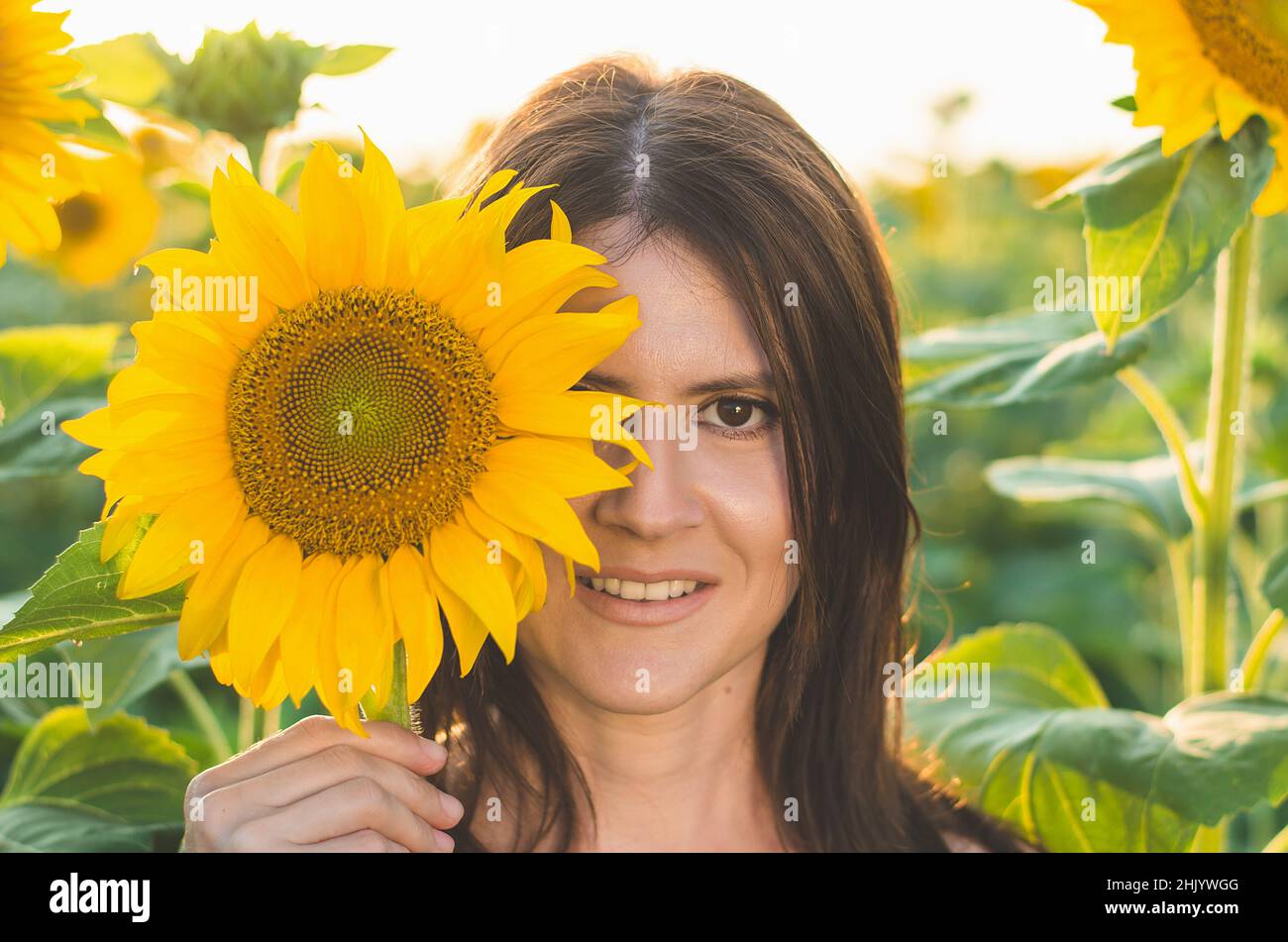 Portrait of a young beautiful woman in sunflowers. Woman covers half of ...