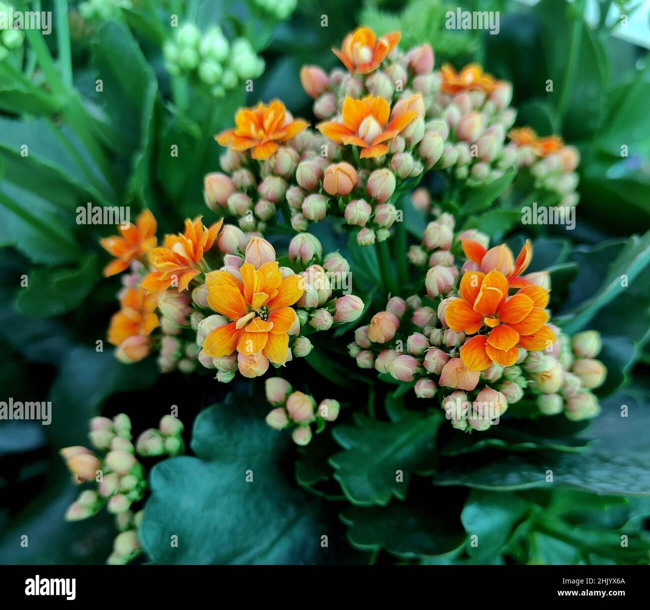 Photo of widow's-thrill flower plant in the garden Stock Photo - Alamy