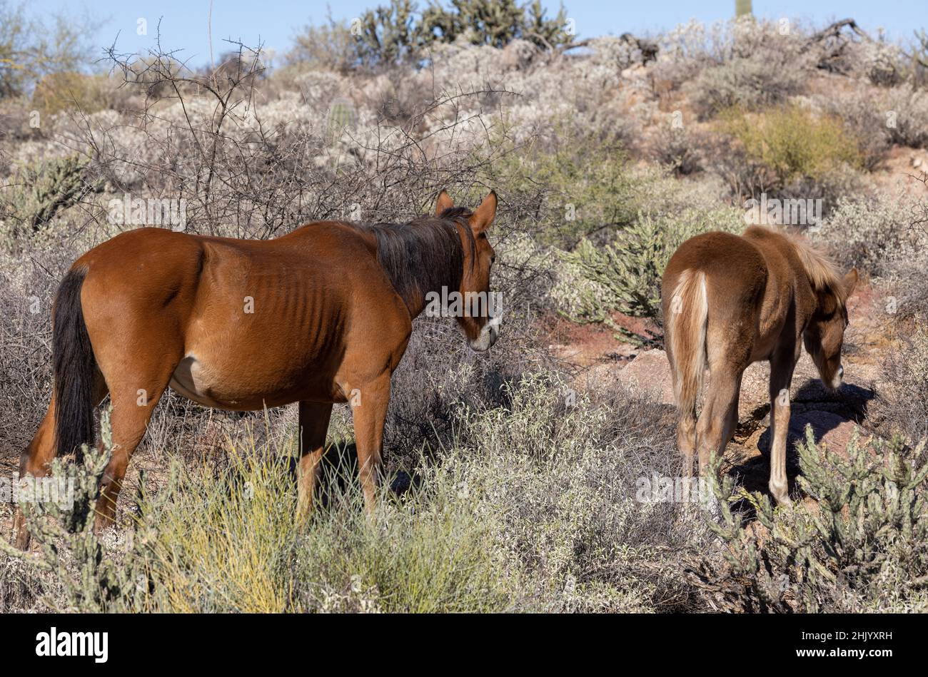 Wild Horses in the Arizona Desert Stock Photo - Alamy