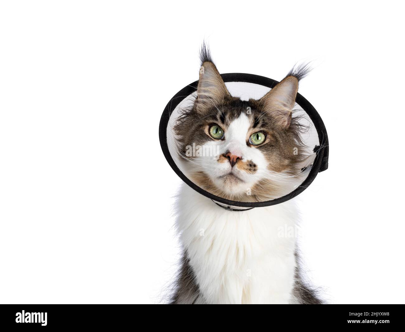Head shot of young adult Maine Coon cat, wearing protective medical ...