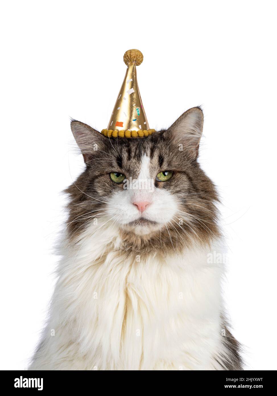 Cats Wearing Party Hats