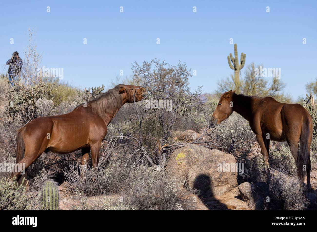 Wild Horses in the Arizona Desert Stock Photo - Alamy