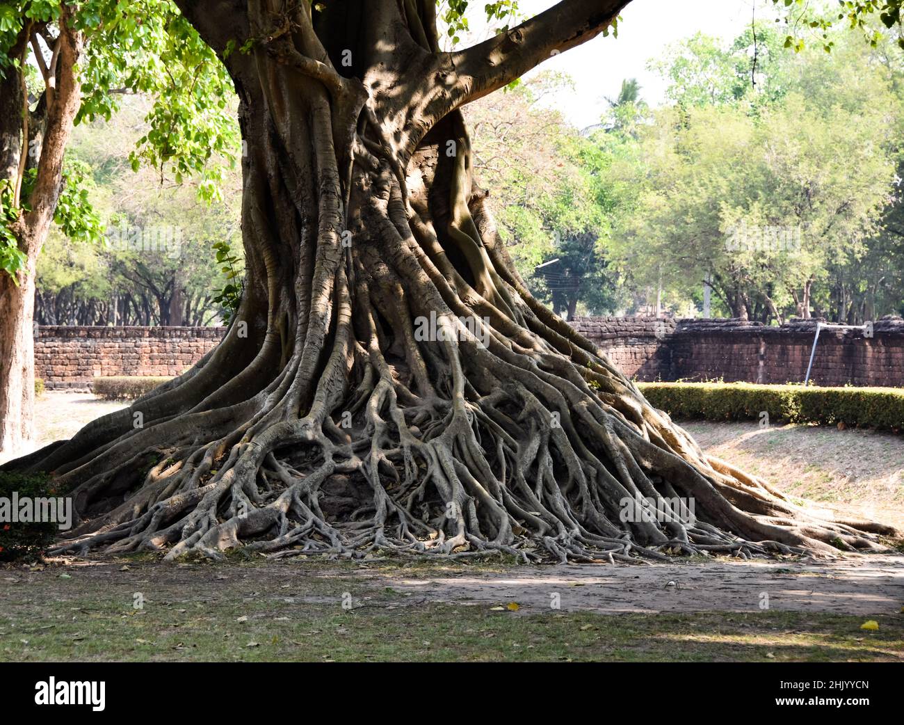 The root of a large tree Stock Photo - Alamy