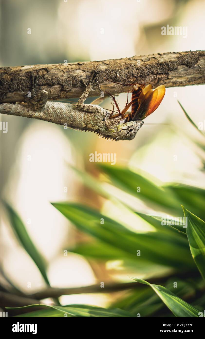 VERTICAL Macro close-up photo captures moment big gray lizard eat ...