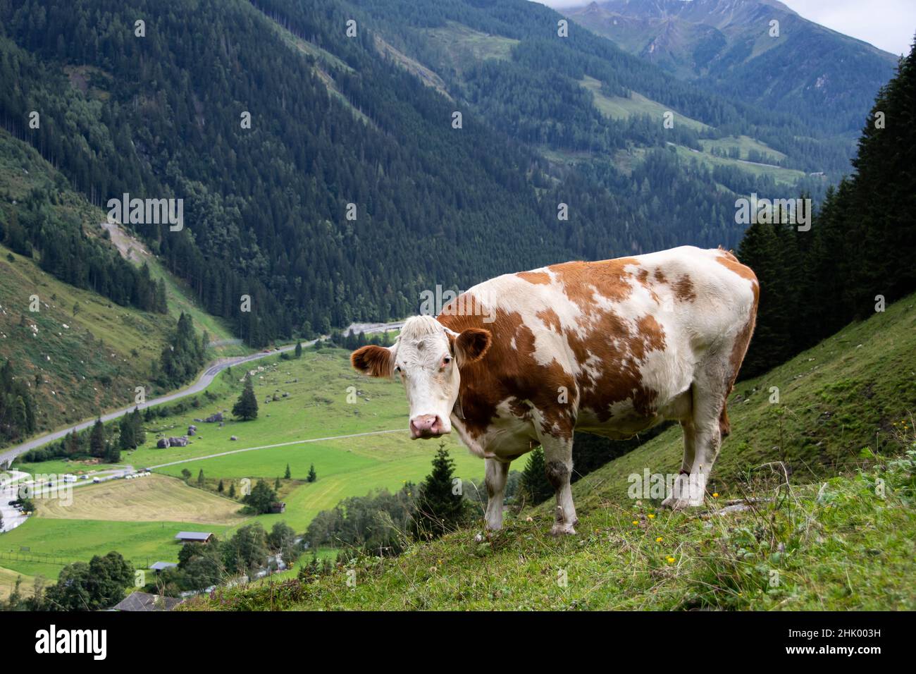 Simmental cattle in the Austrian Alps looks into the camera Stock Photo ...