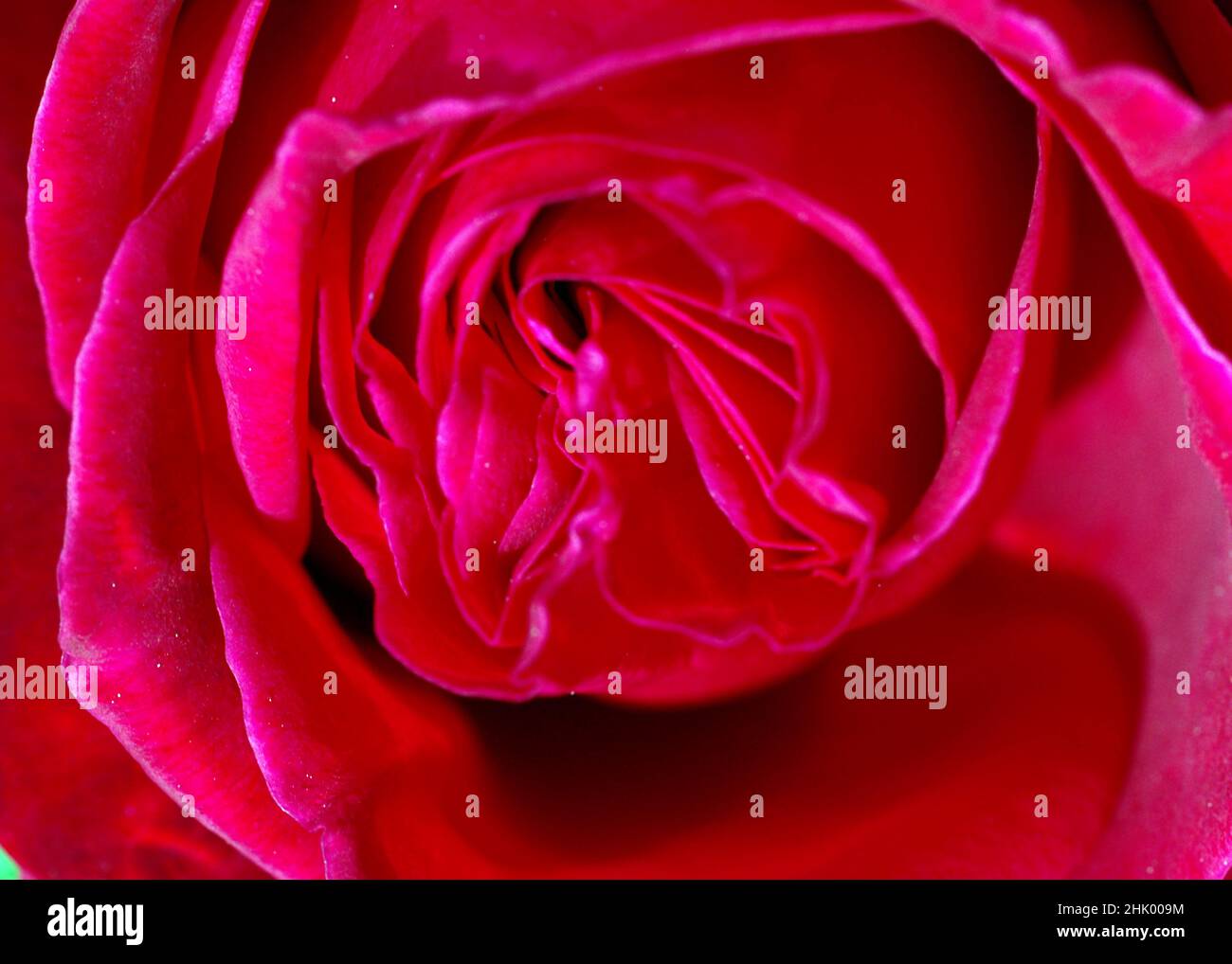 Petals of English red rose in close up Stock Photo - Alamy