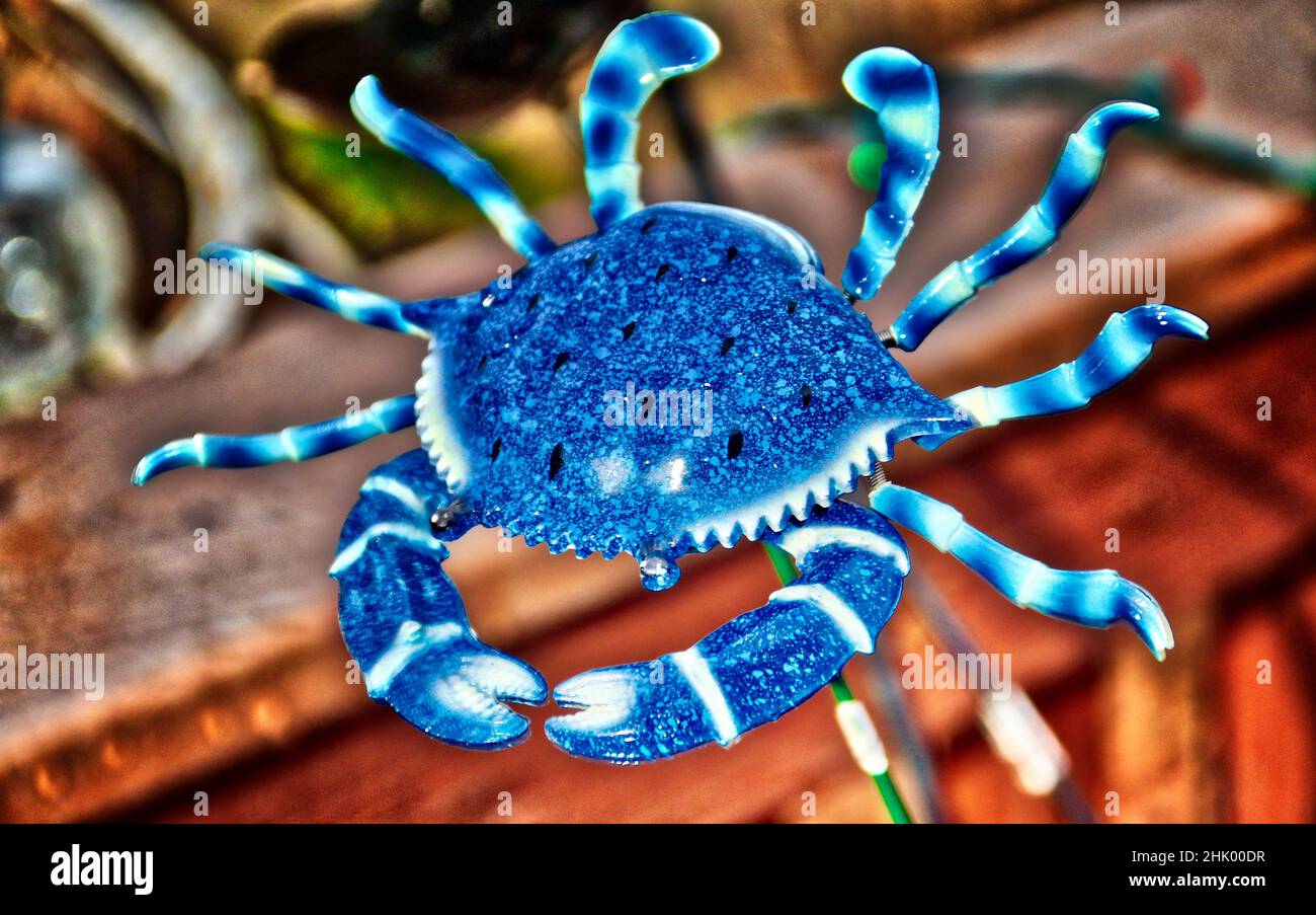 A flying blue crab Stock Photo - Alamy