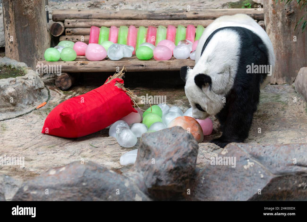 A Chinese female giant panda "Lin Hui" seen at the Chiang Mai Zoo ...