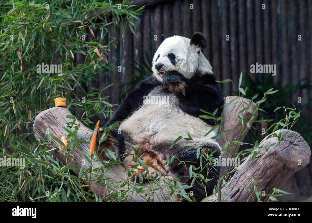 Pandas Eating Fruit