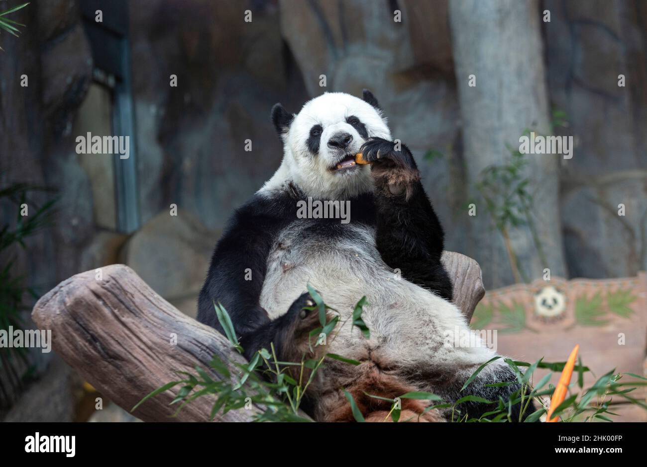 Chiang Mai, Thailand. 01st Feb, 2022. A Chinese female giant panda "Lin ...
