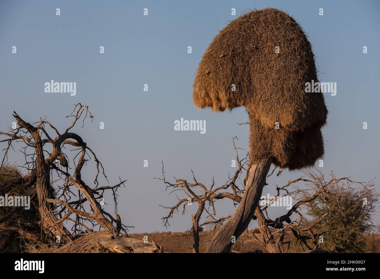Sociable weaver bird kgalagadi hi-res stock photography and images - Alamy