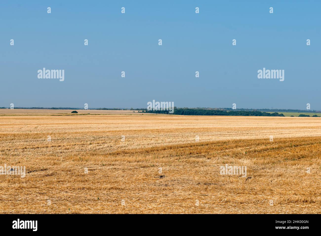 Field with mowed crops to the horizon, autumn day in the field Stock ...