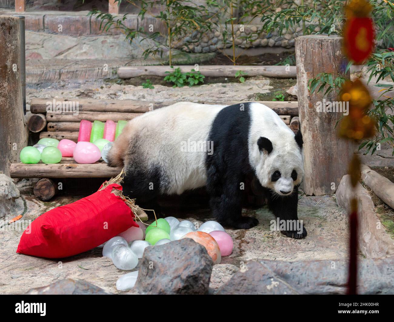 A Chinese female giant panda "Lin Hui" seen at the Chiang Mai Zoo ...