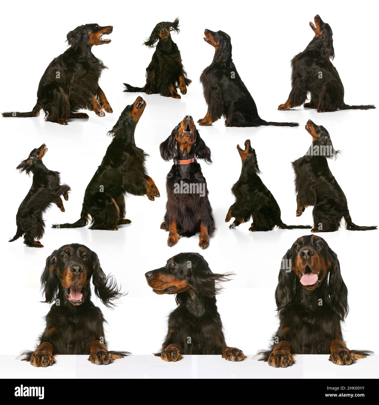 Collage about beautiful purebred cute dog, Scottish Gordon Setter ...