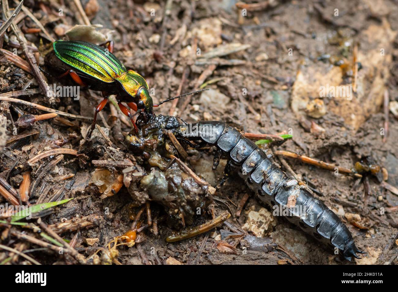 Carabus larva hi-res stock photography and images - Alamy