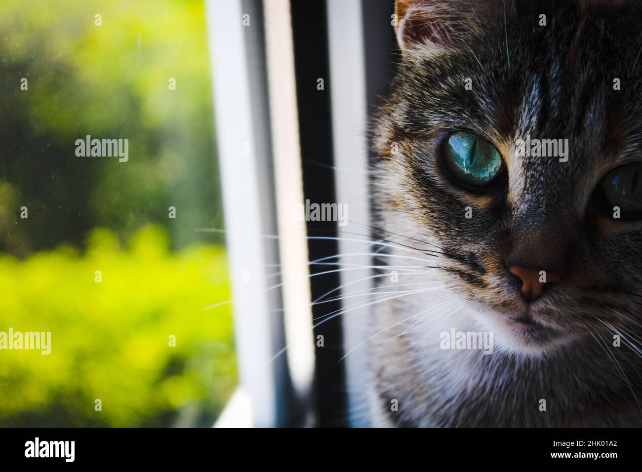 Nuneaton, England (19/04/2016) A Cat Portrait of Hazel the cat Stock ...