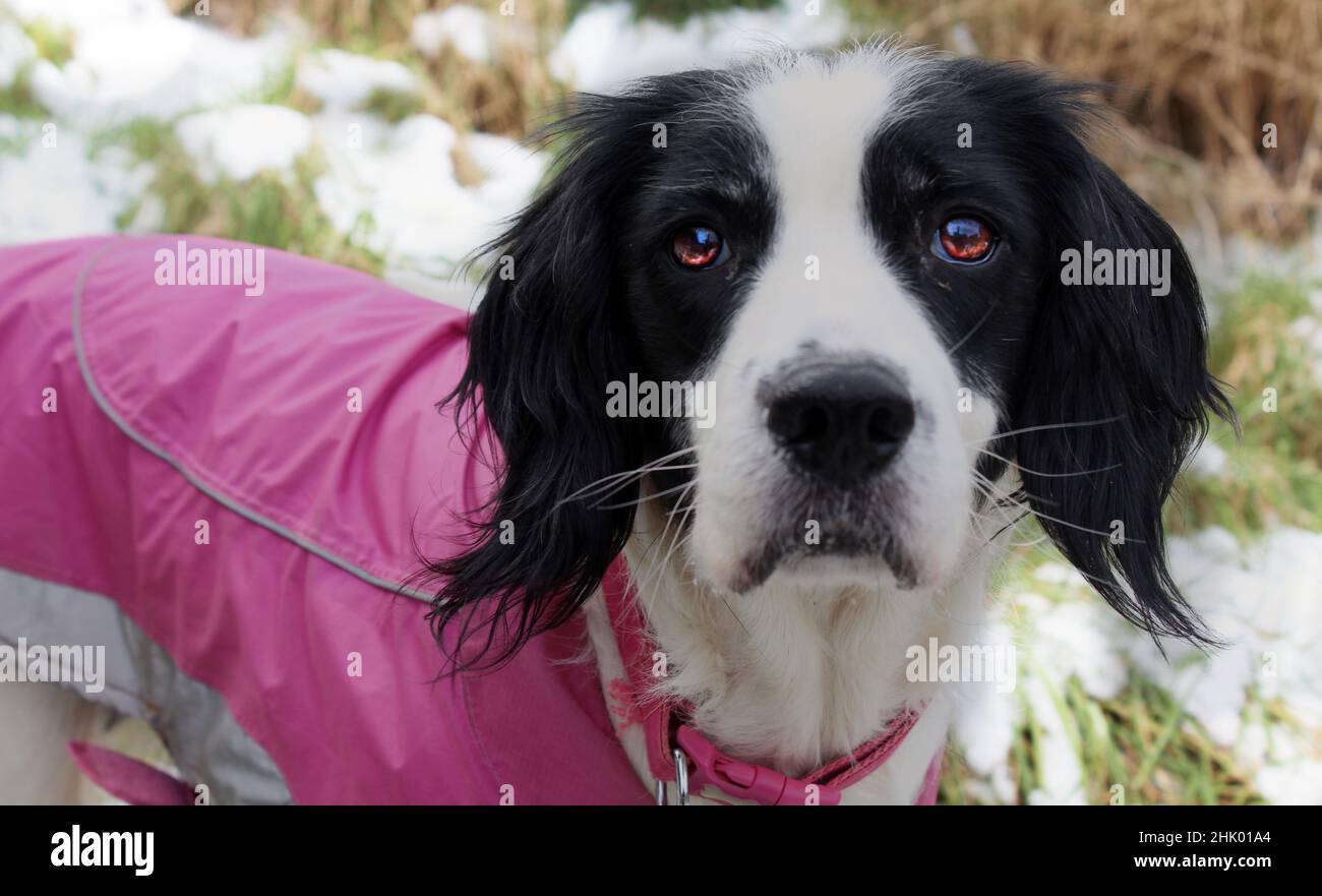 Coventry, England (13/02/2021) A dog portrait of 9-year-old Springer ...