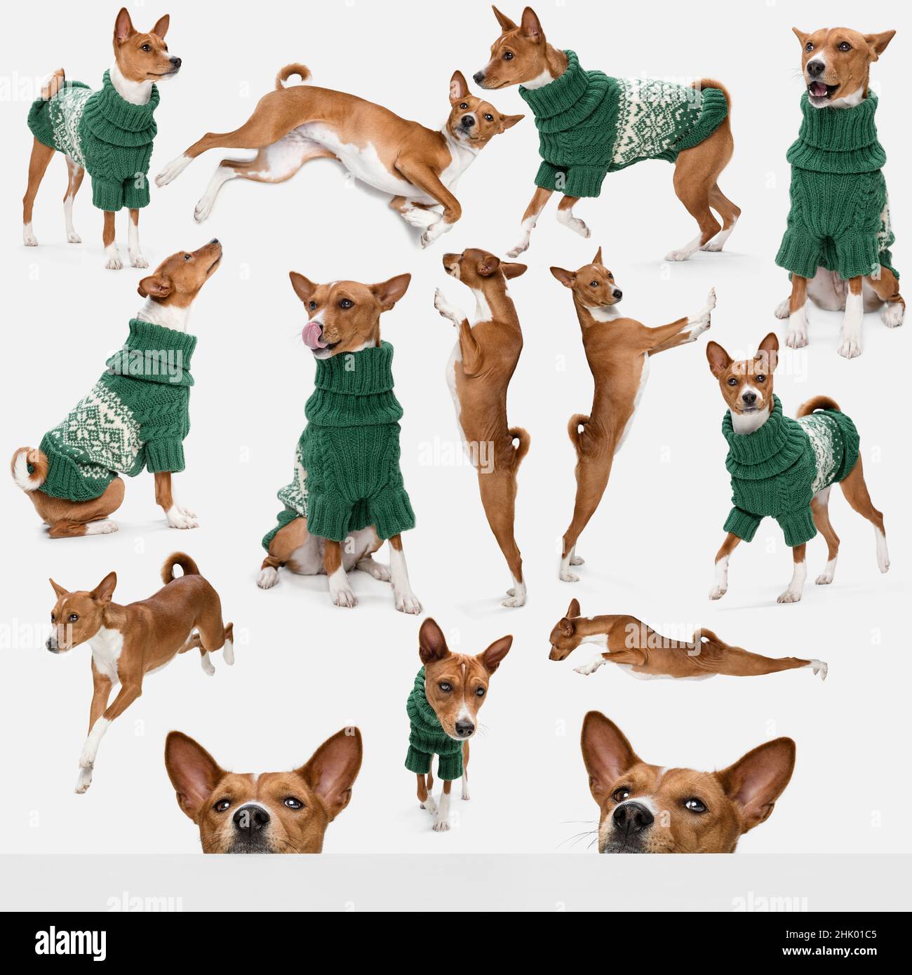 Collage about beautiful purebred dog, Basenji breed wearing knitted ...